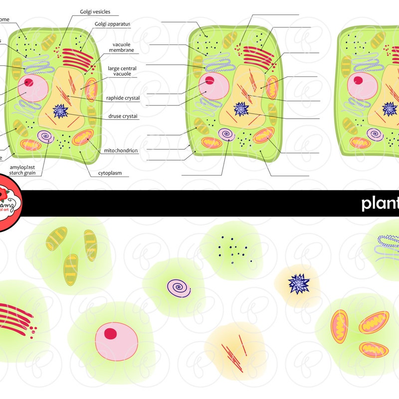 Plant Diagram - Etsy