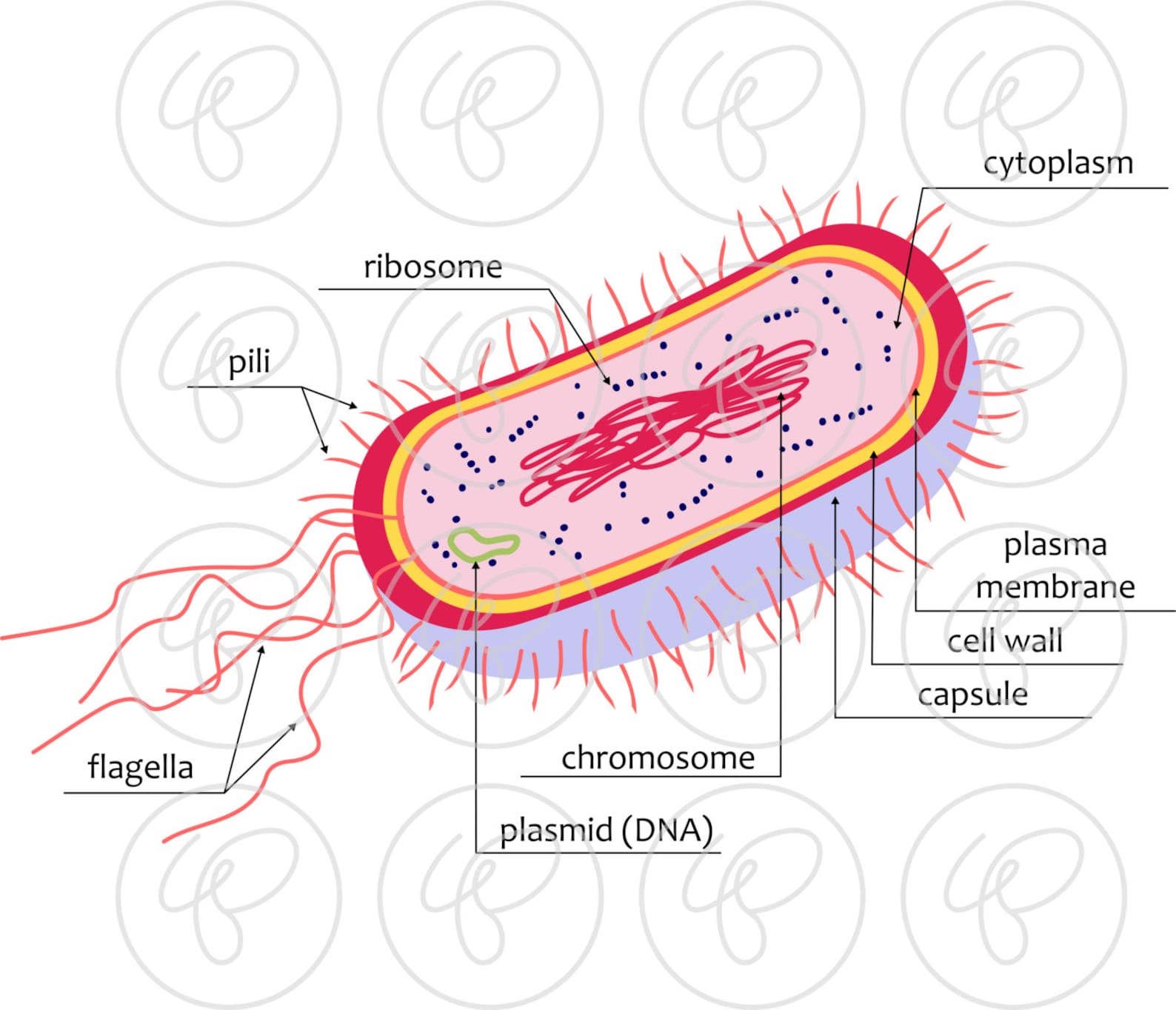 Bacteria Cell Science Diagram Clipart Set (300 Dpi) School Teacher Clip ...