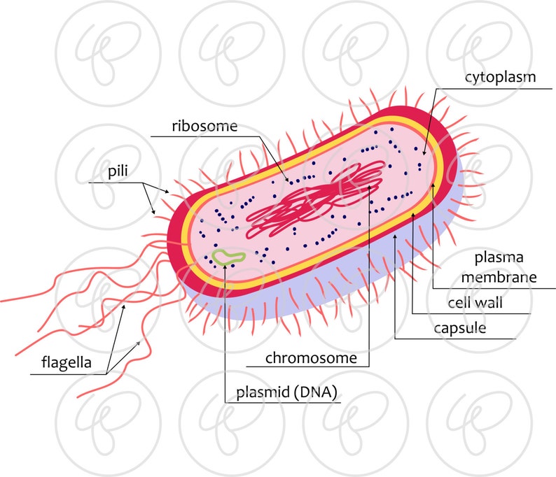 Bacteria Cell Science Diagram Clipart Set (300 Dpi) School Teacher Clip ...