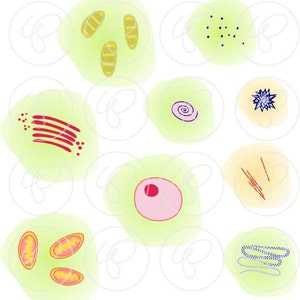 Plant Cell Science Diagram Clipart Set (300 Dpi) School Teacher Clip ...