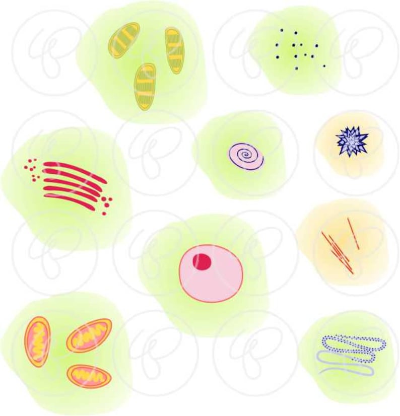 Plant Cell Science Diagram Clipart Set (300 Dpi) School Teacher Clip ...
