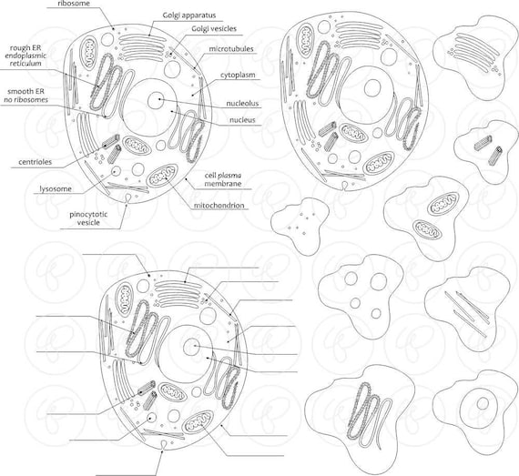 Animal And Plant Cell Diagram Black And White