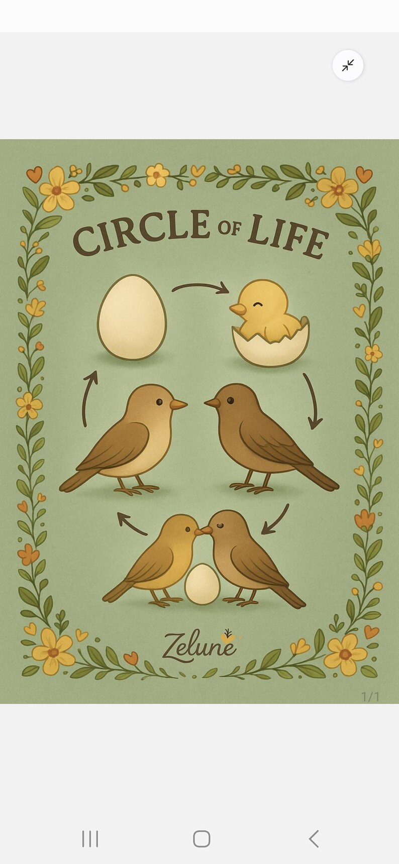 Circle of Life Poster, Educational Nature Print for Toddlers, A1, A3 ...