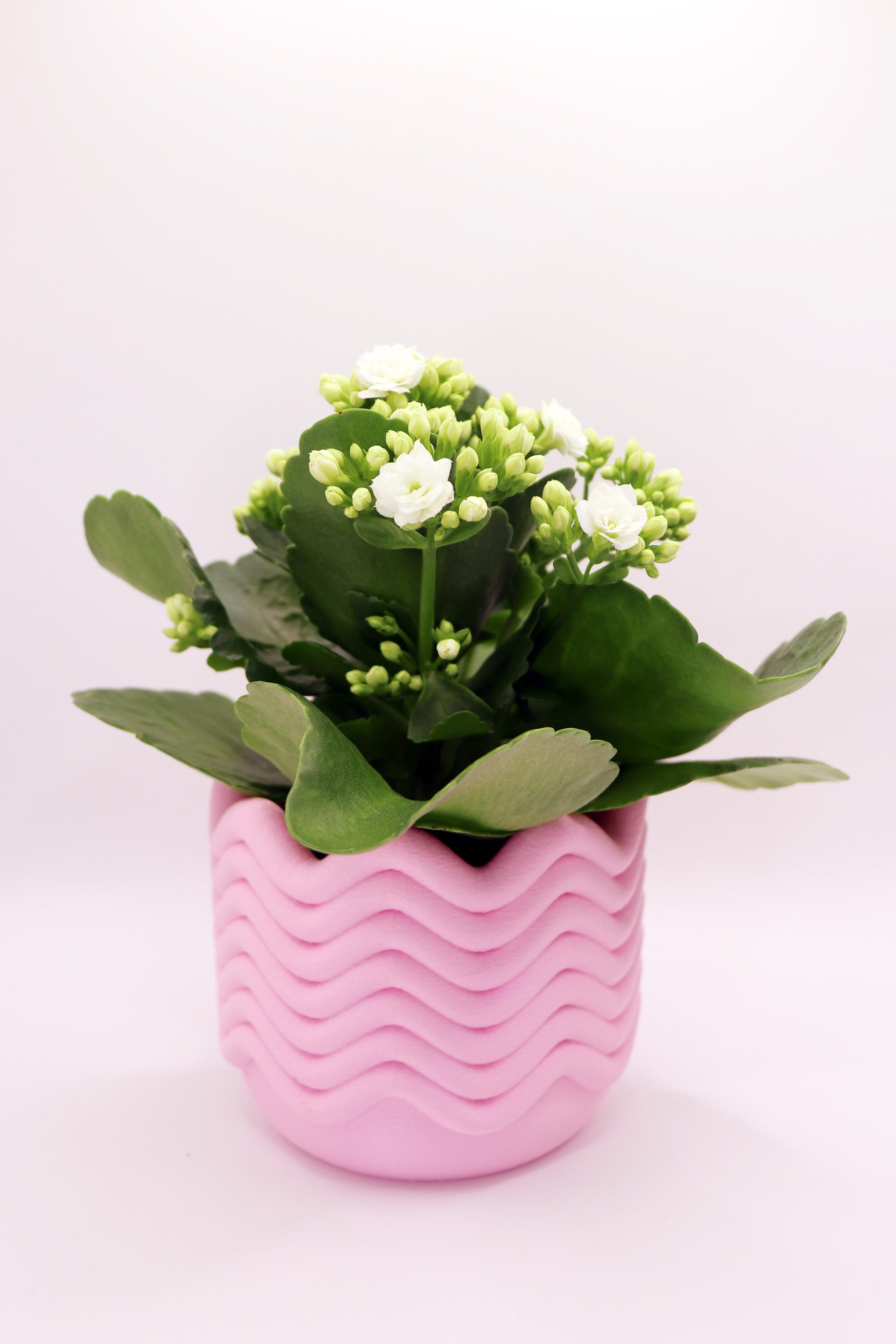 Wavy Flower Planter: Pink Succulent Pot, Modern Indoor Decor - Etsy