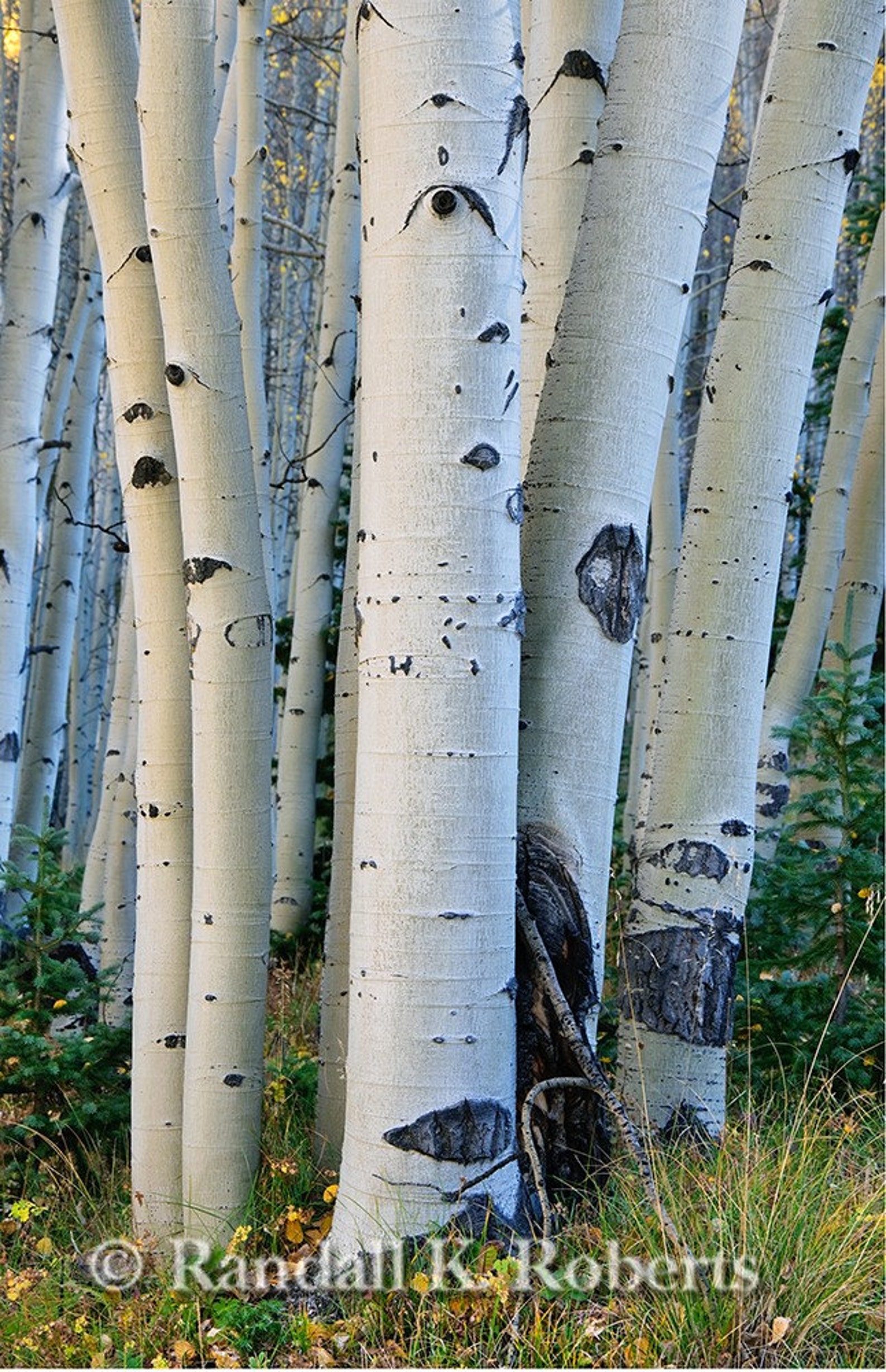 Photograph of Aspen Tree Trunks in Autumn, Rocky Mountains, Colorado - Etsy