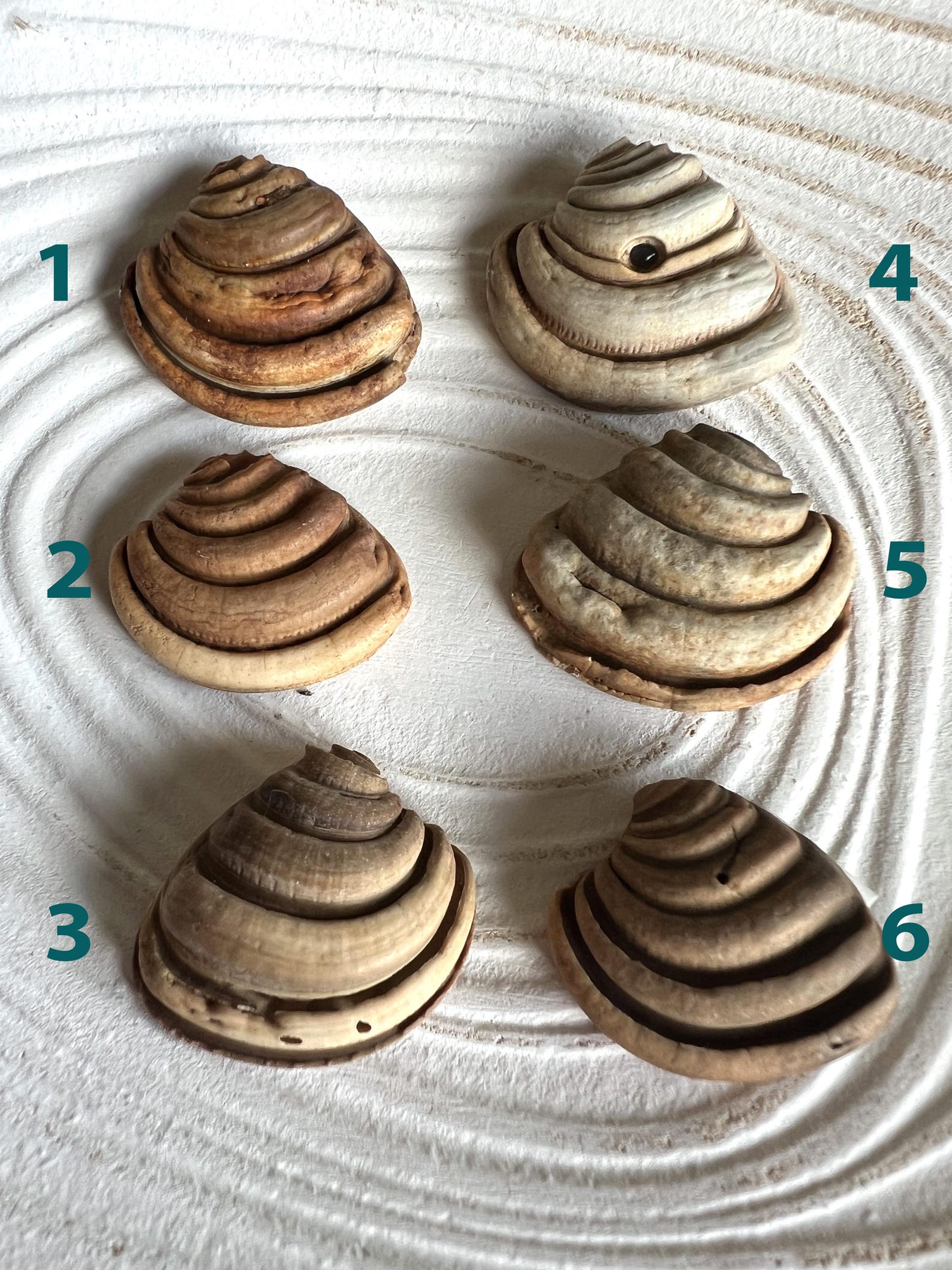 Pawleys Island Shell MAGNET - From Carolina Coast, Venus Imperial Clam ...