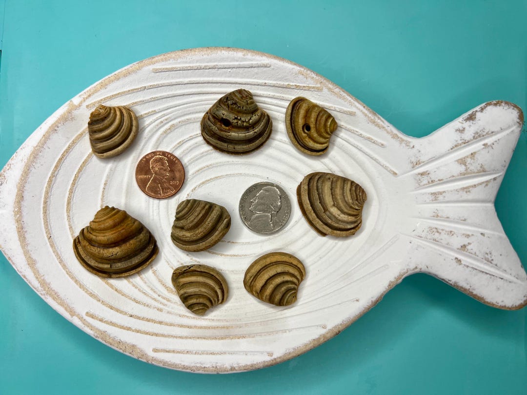 8 Pawleys Island Shells - Handpicked From the Carolina Coast, Venus ...