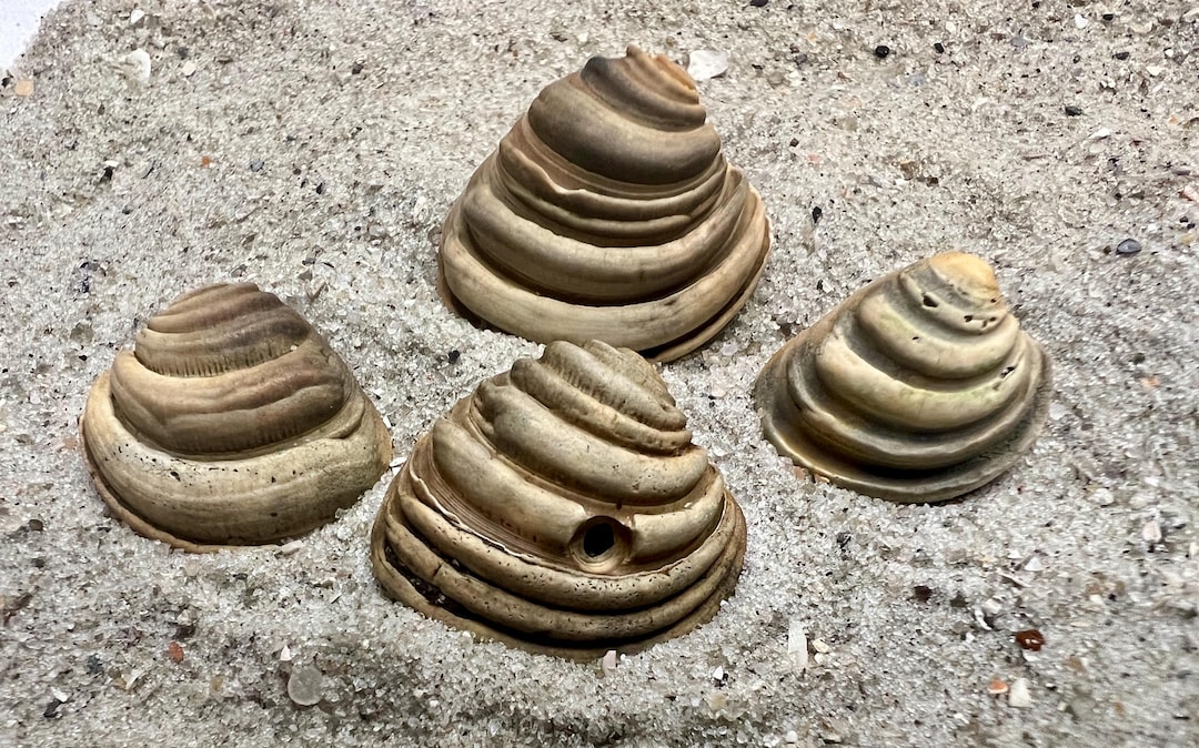 Pawleys Island Shells (set of 4) – Unique Venus Imperial Clam Shells ...