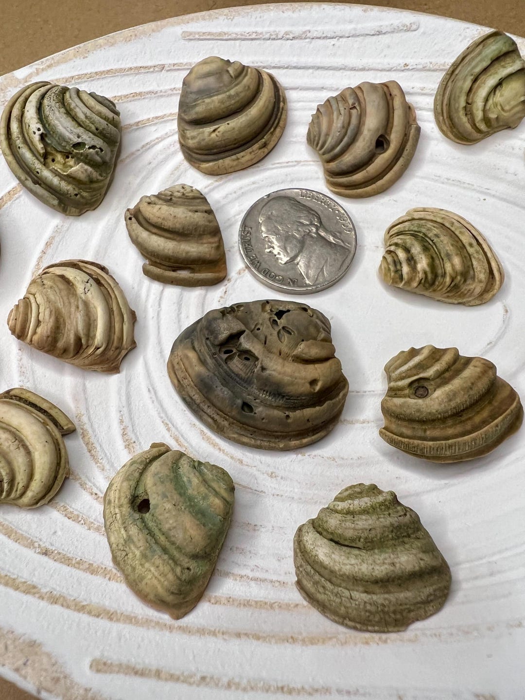 16 Weathered, Worn, and Broken Pawleys Island Shells – Handpicked Venus ...