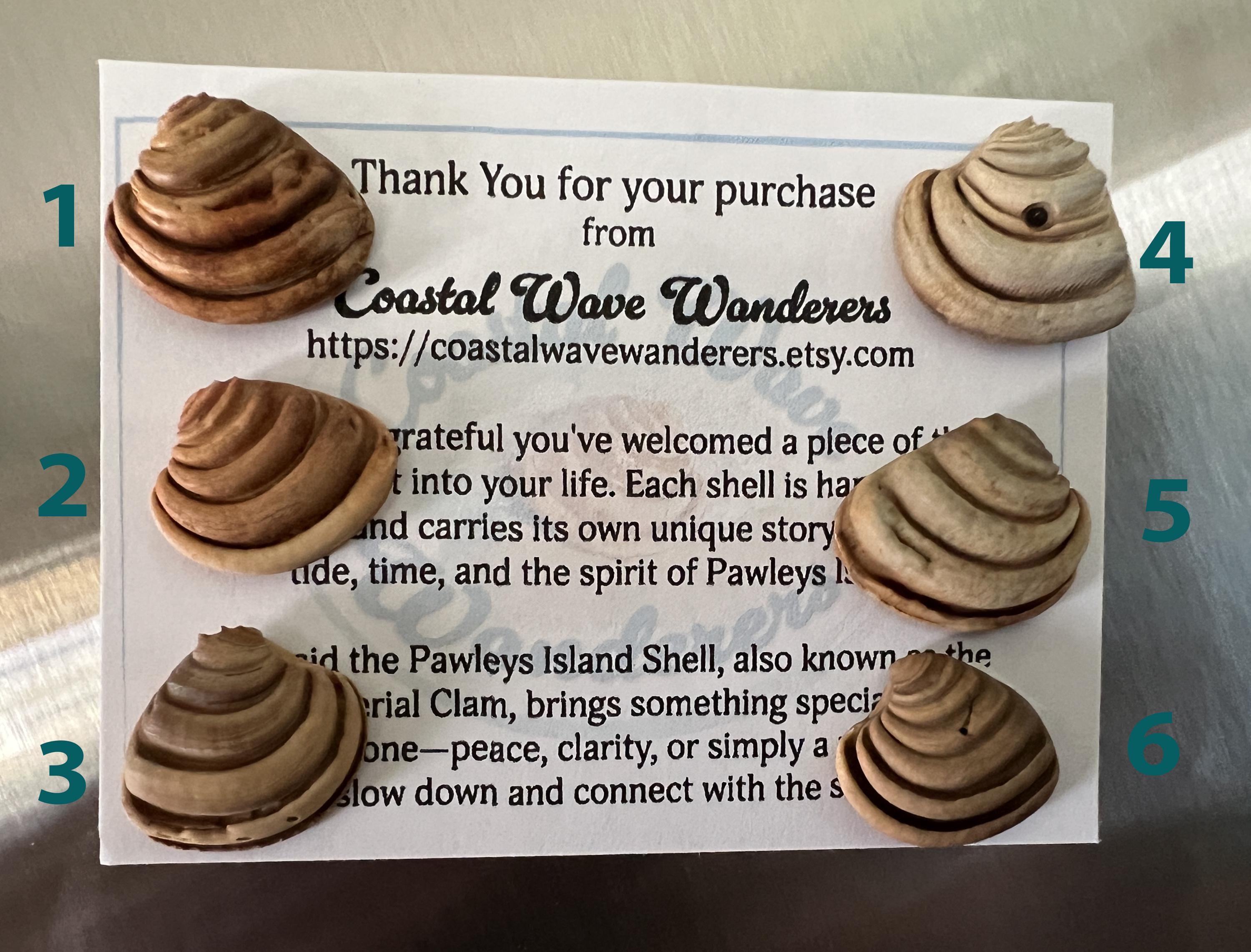 Pawleys Island Shell MAGNET - From Carolina Coast, Venus Imperial Clam ...