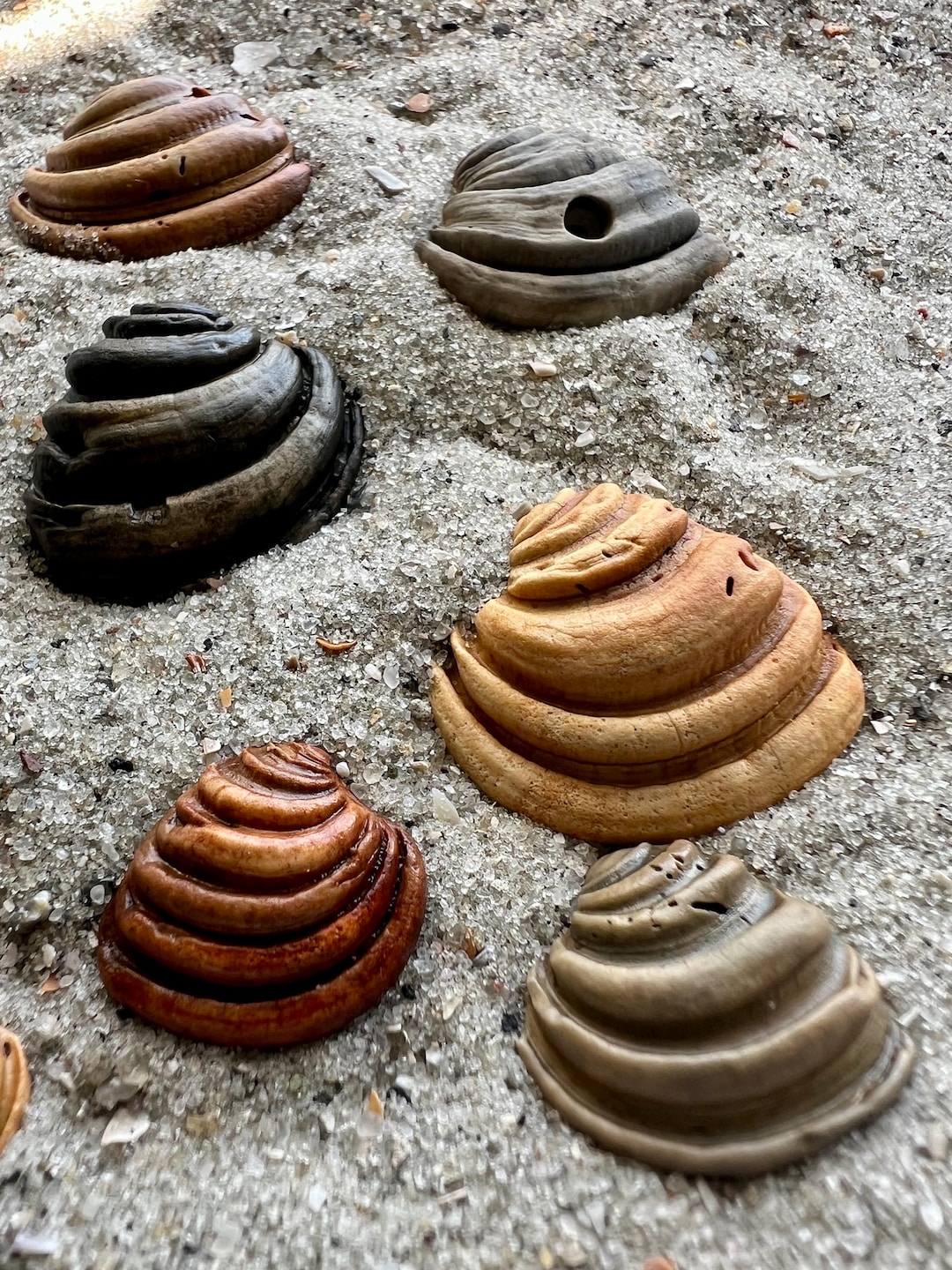 Pawleys Island Shell - Handpicked From Carolina Coast, Venus Imperial ...