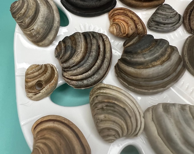 Pawleys Island Shells | Imperial Venus Clam | 1 Piece | Shells to ...