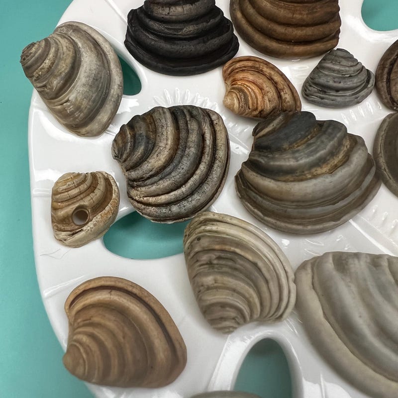 Pawleys Island - Etsy