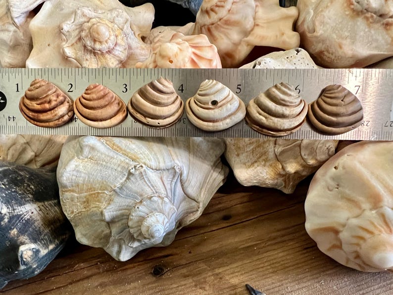 Pawleys Island Shell MAGNET - From Carolina Coast, Venus Imperial Clam ...