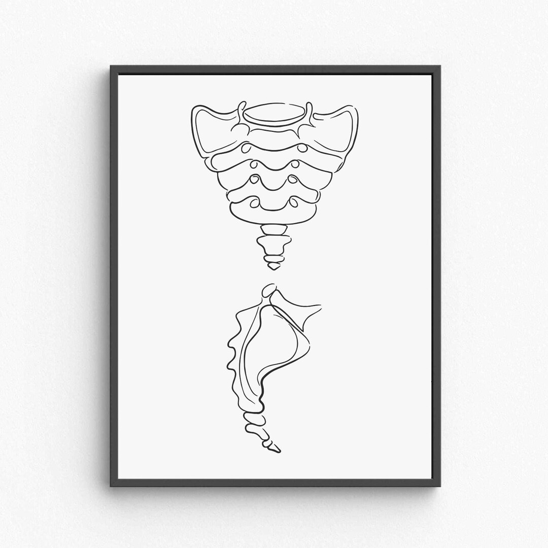 Minimalist Sacrum & Coccyx Line Art, Spine Anatomy Print, Chiropractic ...