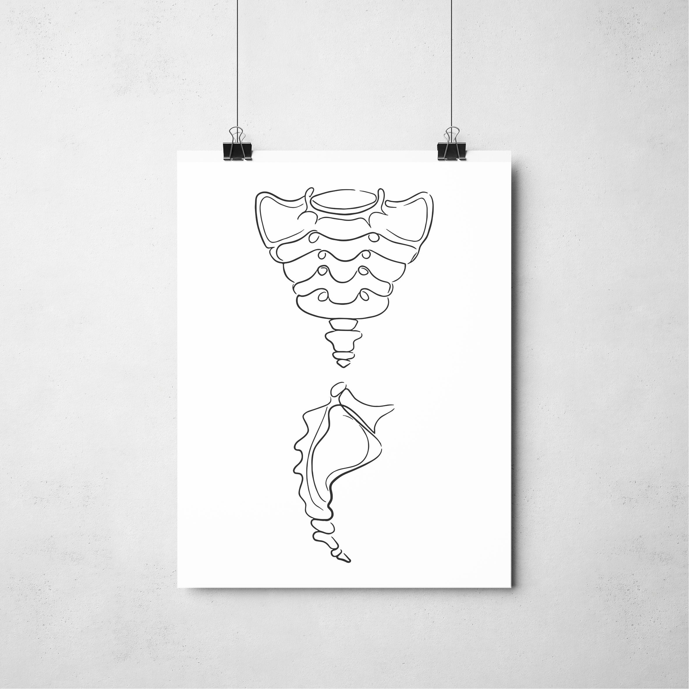 Minimalist Sacrum & Coccyx Line Art, Spine Anatomy Print, Chiropractic ...
