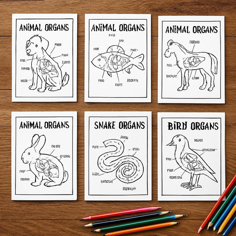 Kawaii Animal Organs Coloring Book: 20-page Anatomy Printable ...