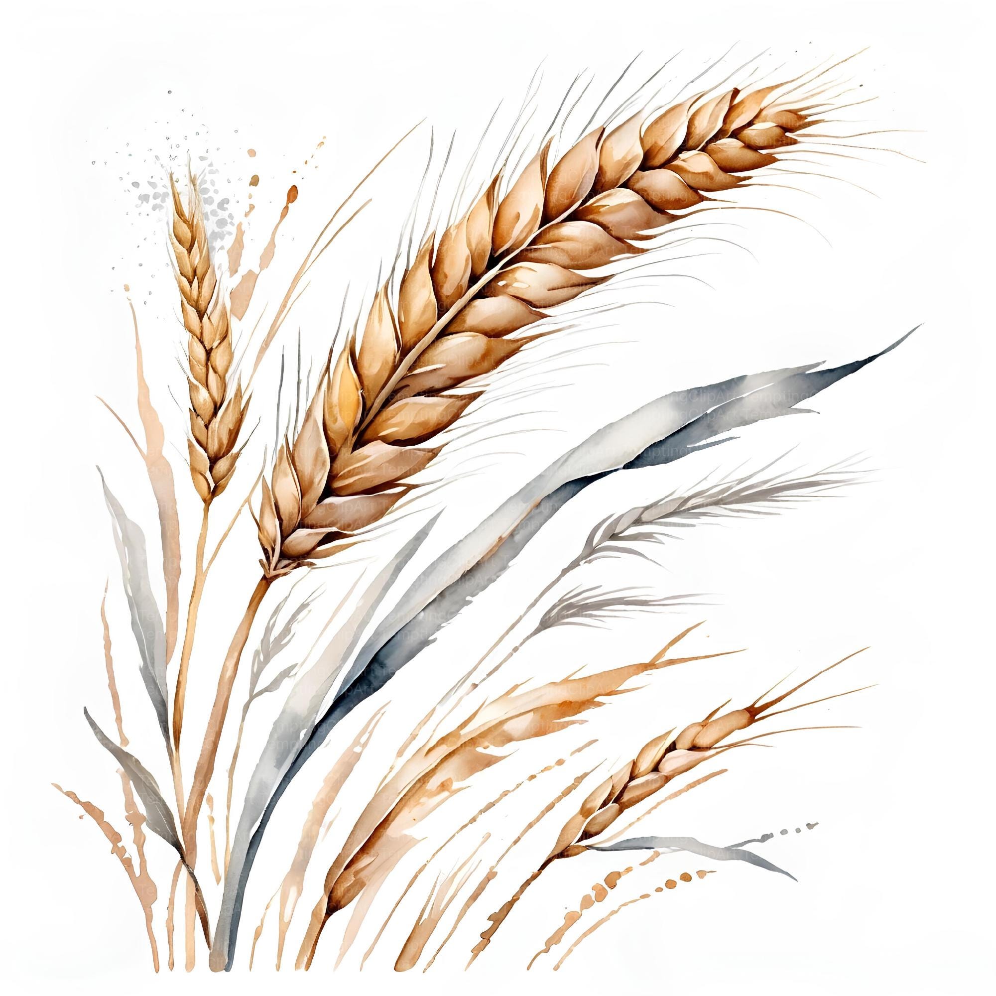 Watercolor Wheat Clipart | Rustic Botanical Illustration | Boho Harvest ...