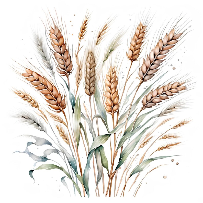 Watercolor Wheat Clipart | Rustic Botanical Illustration | Boho Harvest ...