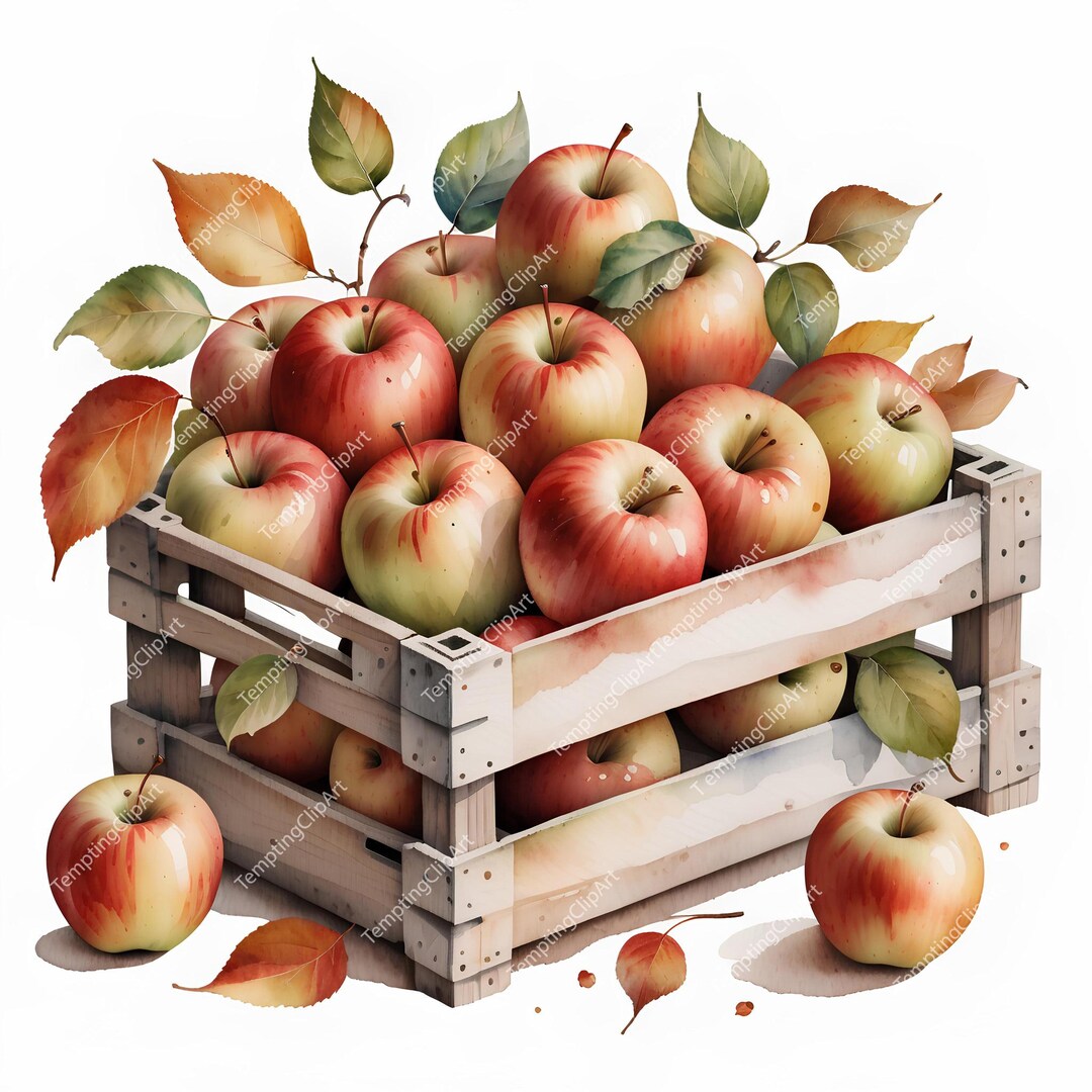 10 Green and Red Apples in Wooden Crate Clipart | Watercolor Rustic ...