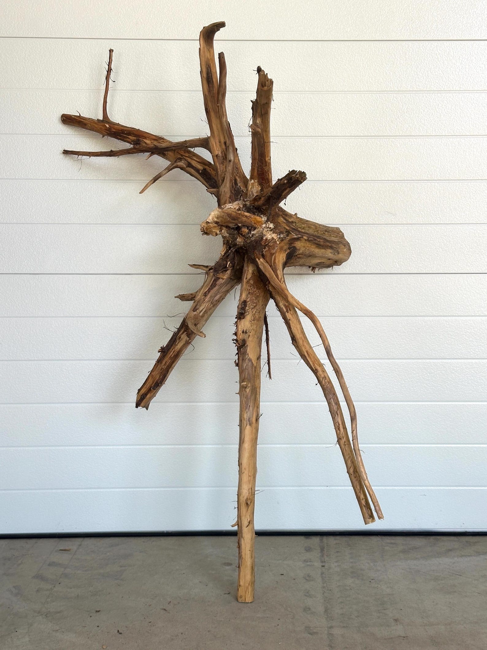 Tree Root | Cedar Root | Exposed Tree Root | Wall Decor | Art | Craft ...