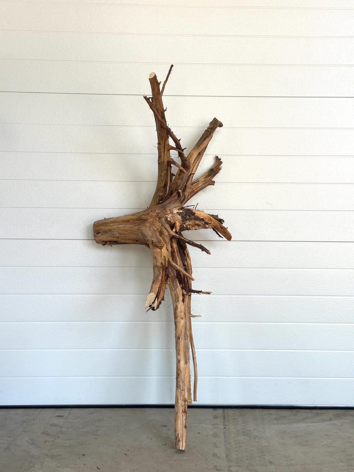 Tree Root | Cedar Root | Exposed Tree Root | Wall Decor | Art | Craft ...