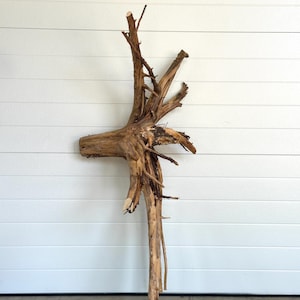 Tree Root | Cedar Root | Exposed Tree Root | Wall Decor | Art | Craft ...