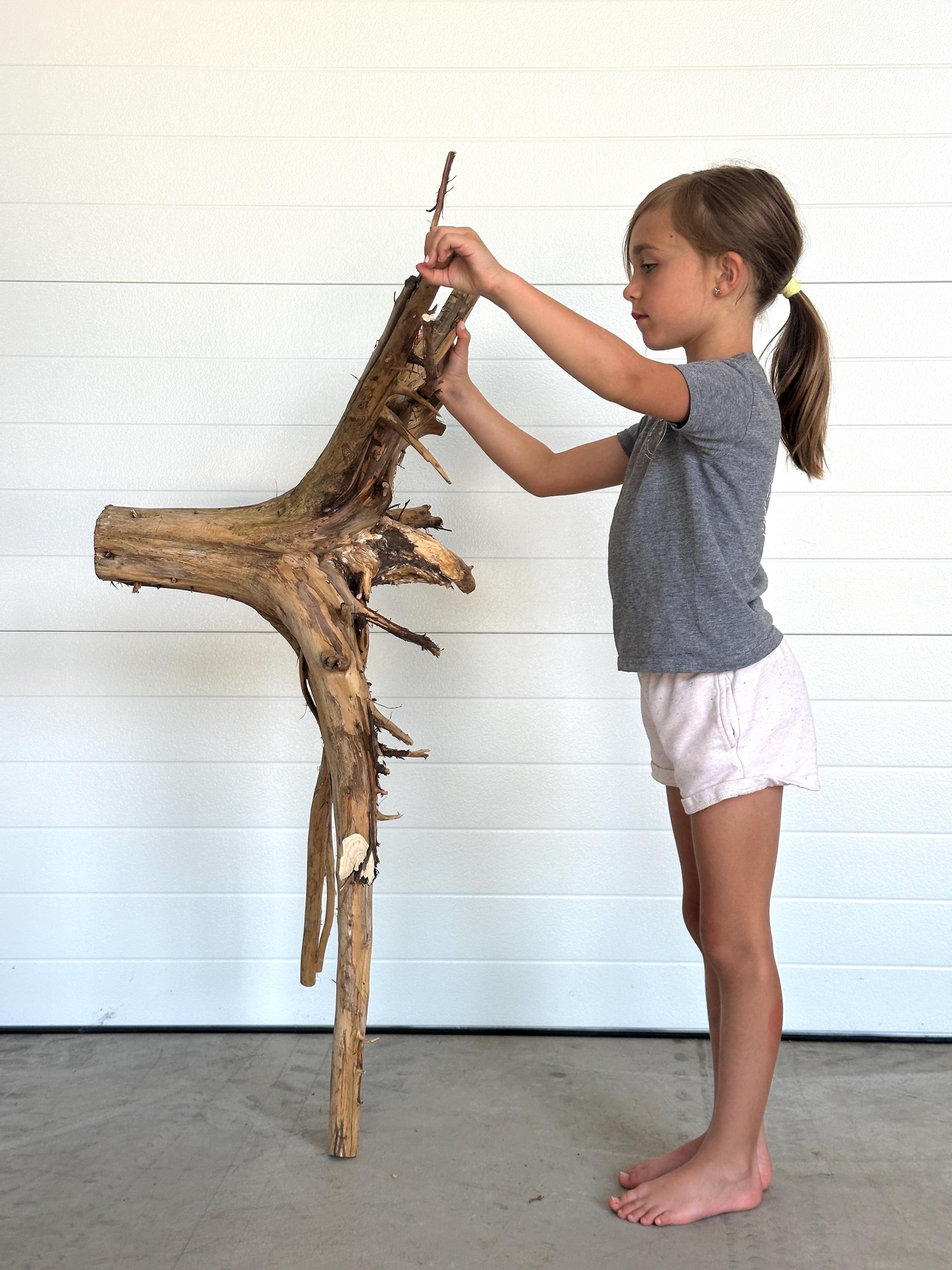 Tree Root | Cedar Root | Exposed Tree Root | Wall Decor | Art | Craft ...