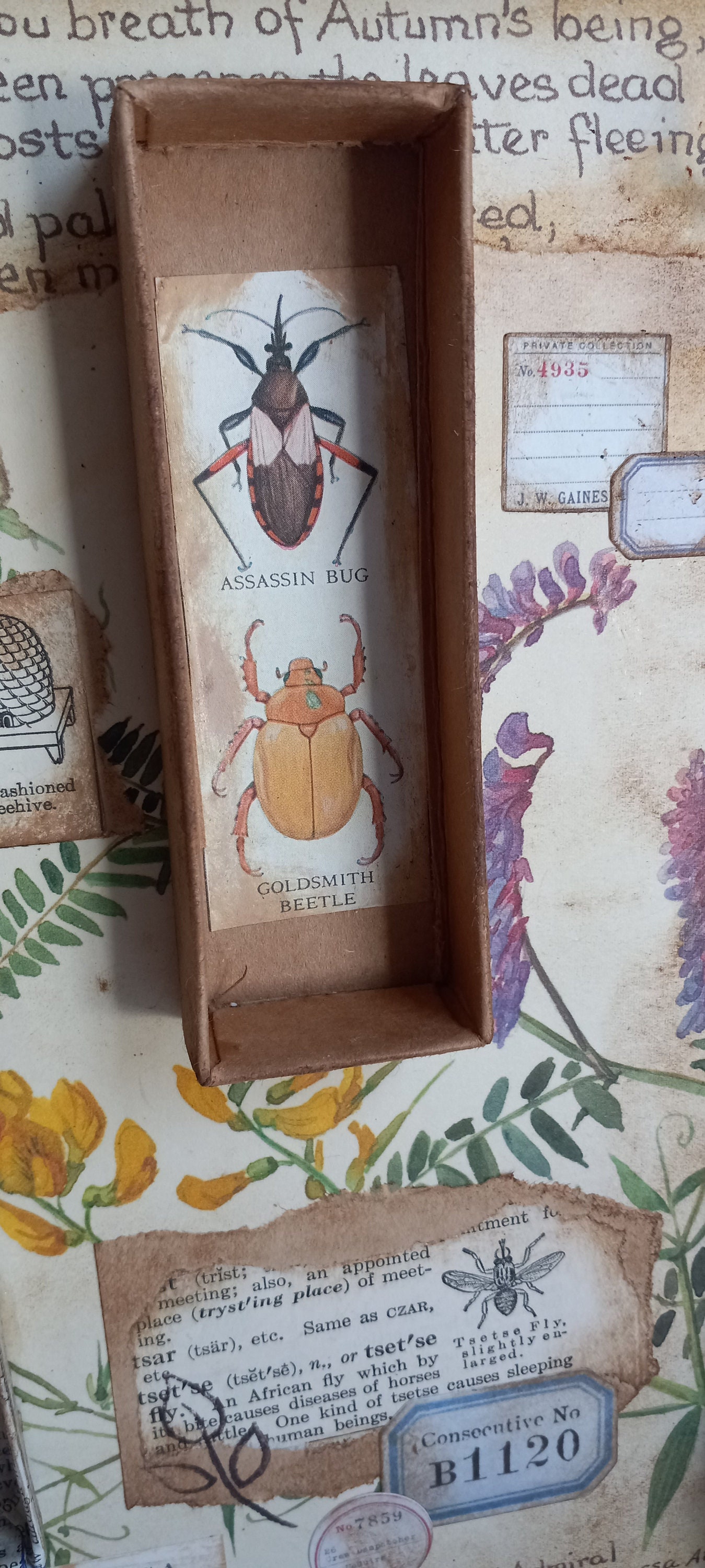 Mixed Media, Nature Diorama, Garden Showcase, Bugs, Wild Flowers ...