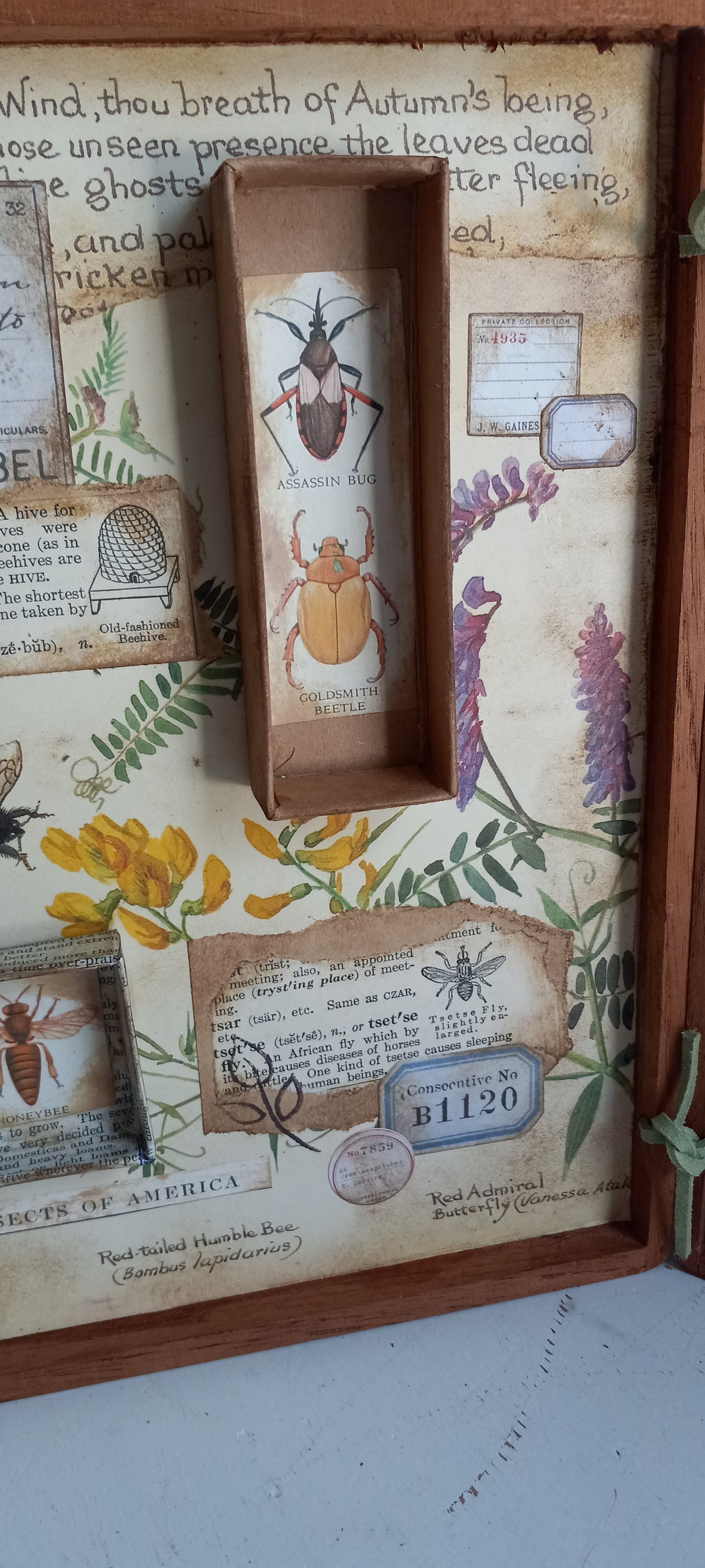 Mixed Media, Nature Diorama, Garden Showcase, Bugs, Wild Flowers ...
