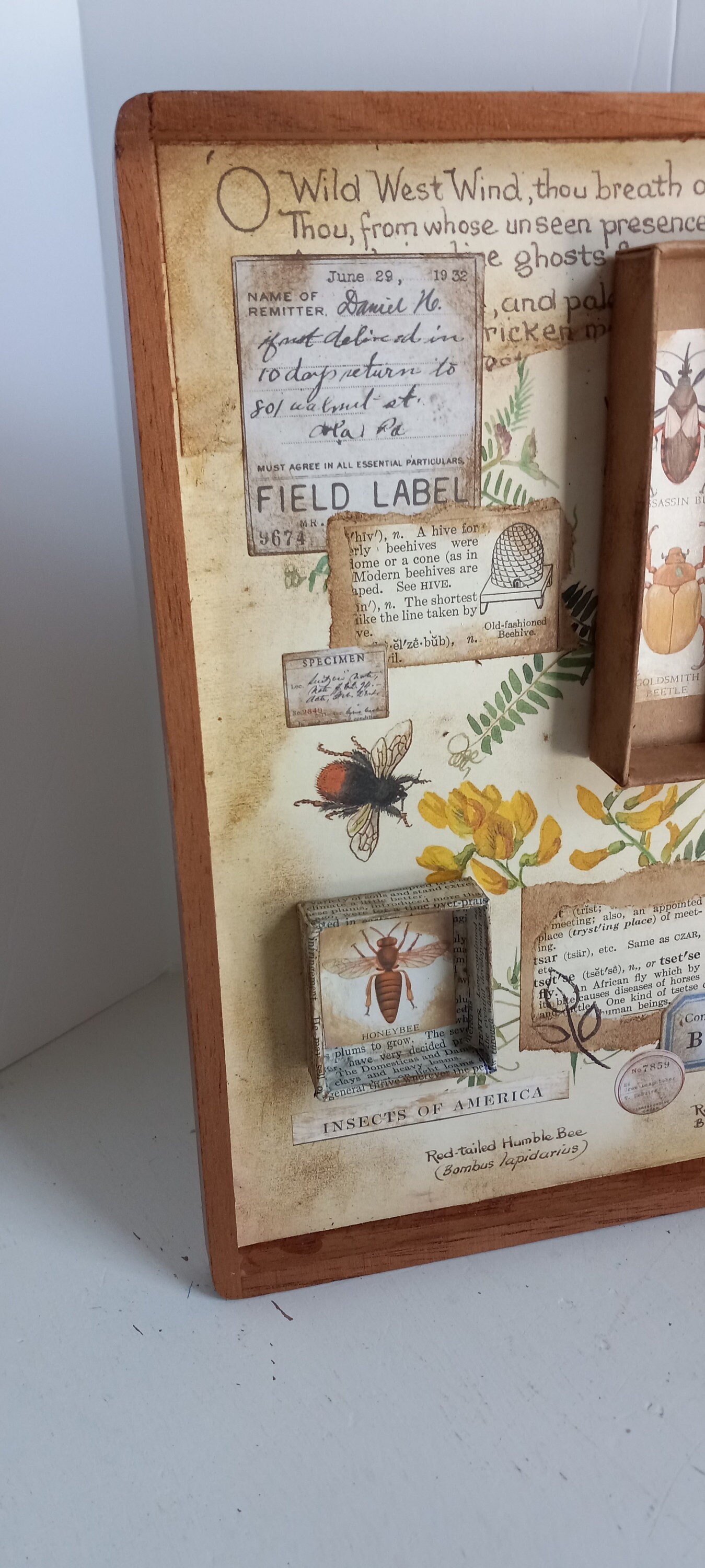 Mixed Media, Nature Diorama, Garden Showcase, Bugs, Wild Flowers ...
