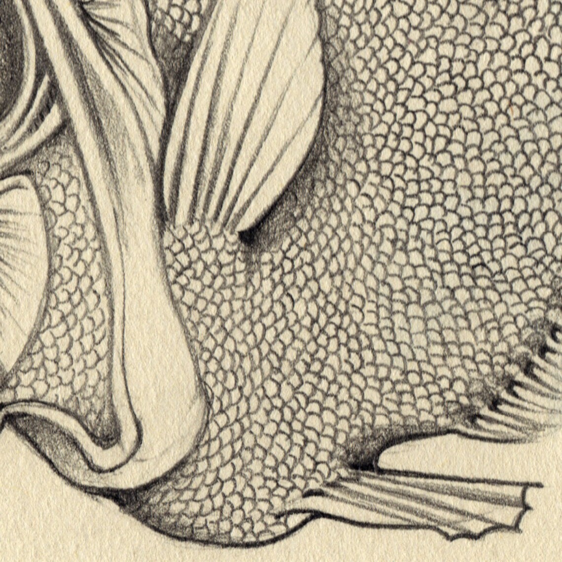 Cowboy Fish Art Print - Etsy