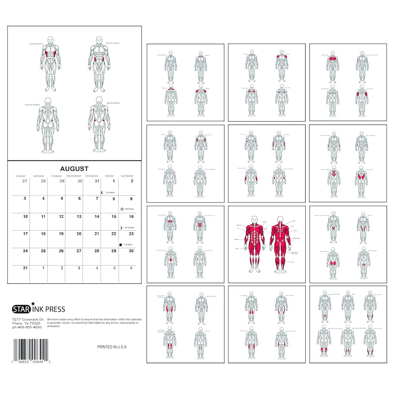 Mini 7 in X 7 in Muscle Fitness Mapping 2026 Wall Calendar. Muscle Gym ...