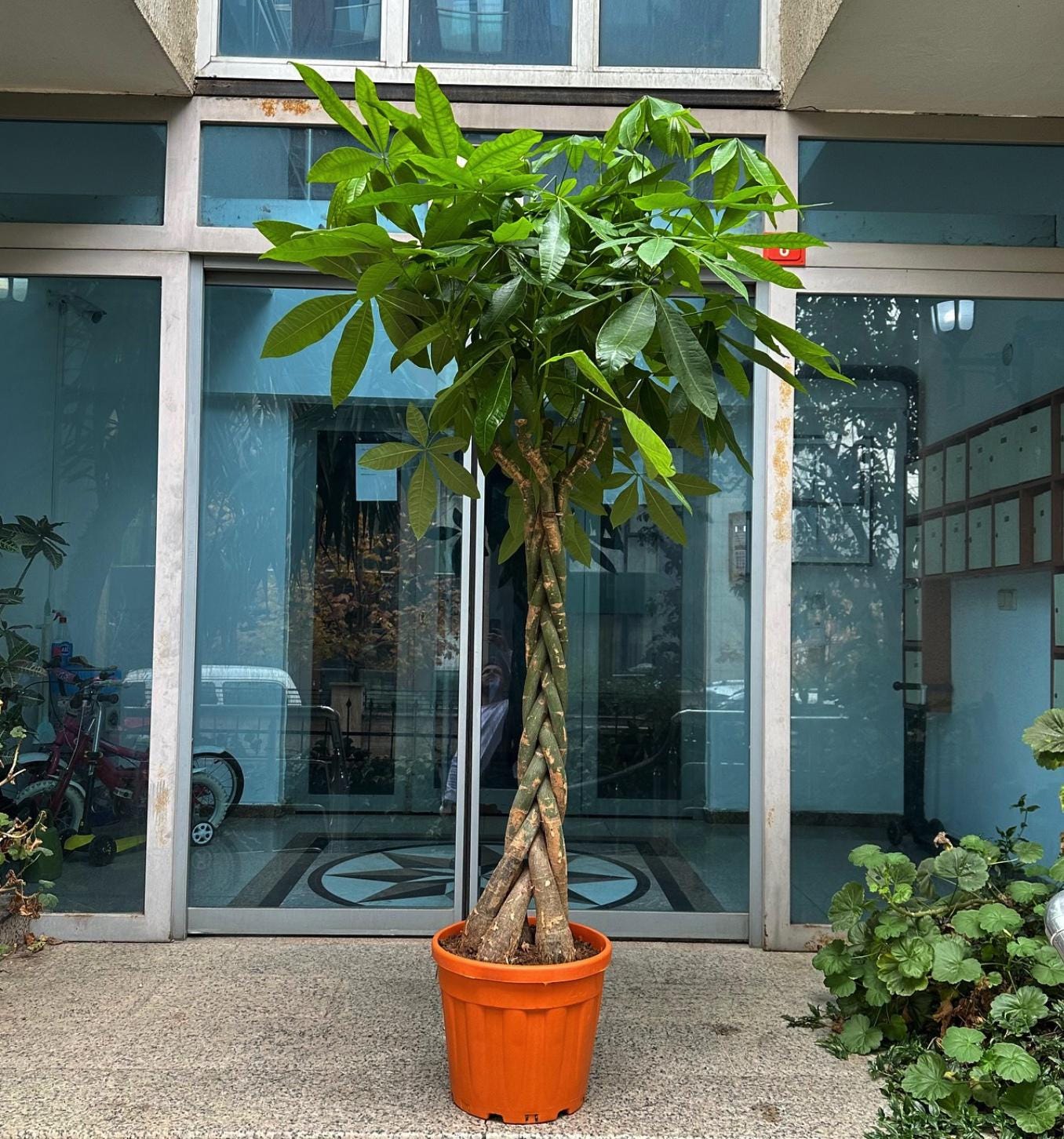 Money Tree Braided – Pachira Aquatica – Feng Shui Symbol of Good Luck ...