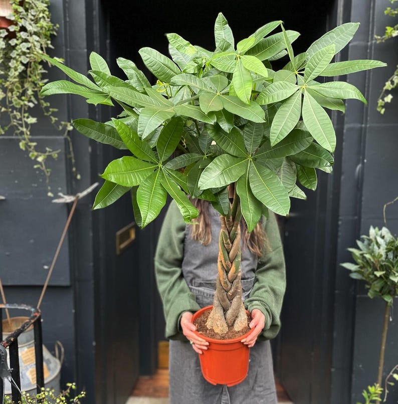 Money Tree Braided – Pachira Aquatica – Feng Shui Symbol of Good Luck ...