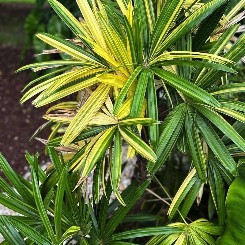 Lady Palm - Etsy