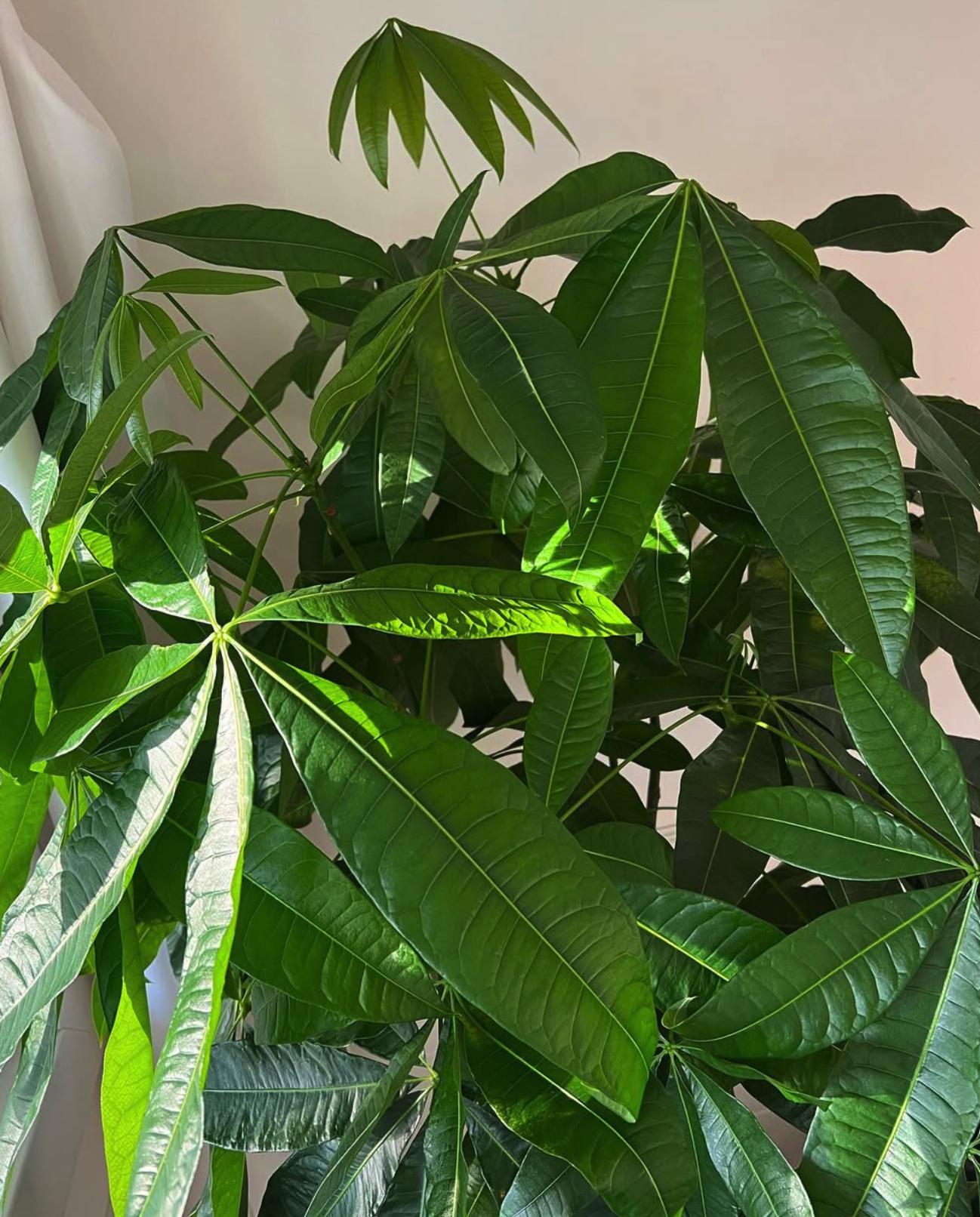 Money Tree Braided – Pachira Aquatica – Feng Shui Symbol of Good Luck ...