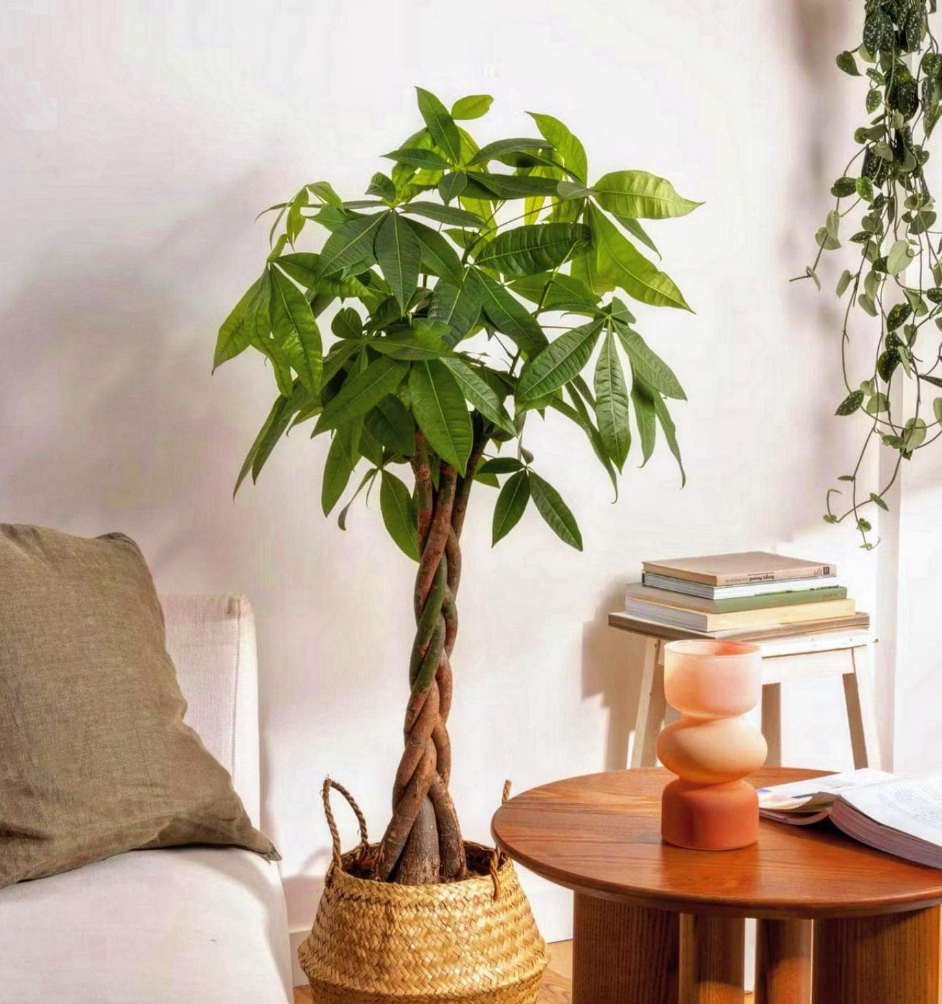 Money Tree Braided – Pachira Aquatica – Feng Shui Symbol of Good Luck ...