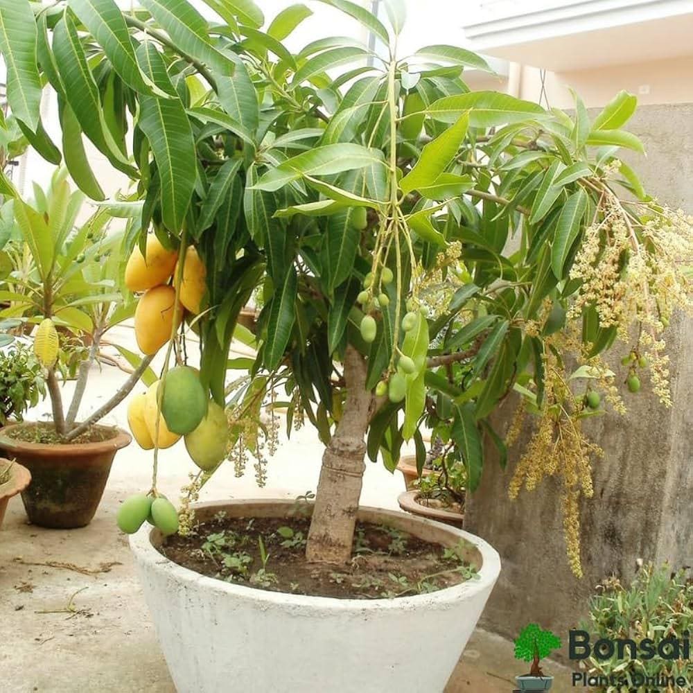 Alphonso Mango Tree – Live Tropical Fruit Tree in Grow Pot – Exotic ...