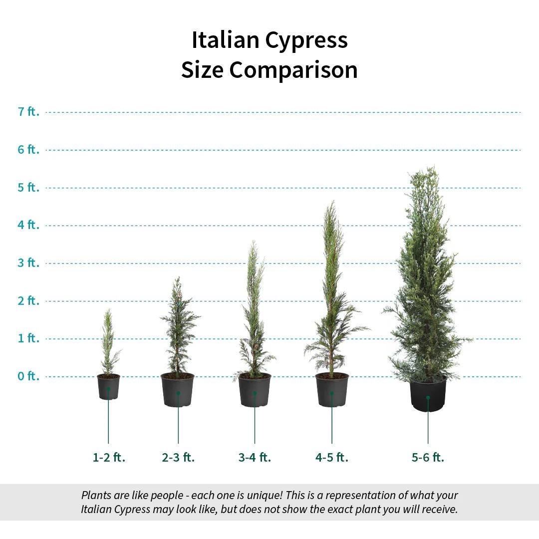 Italian Cypress Tree – Elegant Outdoor Landscape Tree – Tall & Slender ...