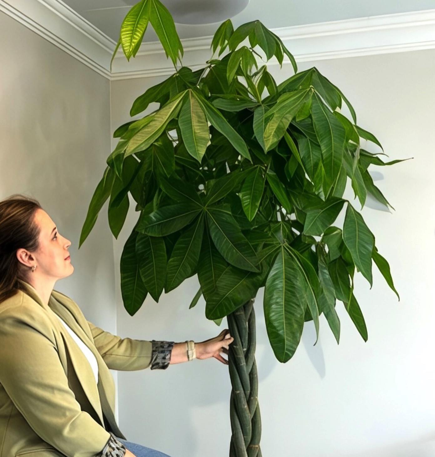 Money Tree Braided – Pachira Aquatica – Feng Shui Symbol of Good Luck ...