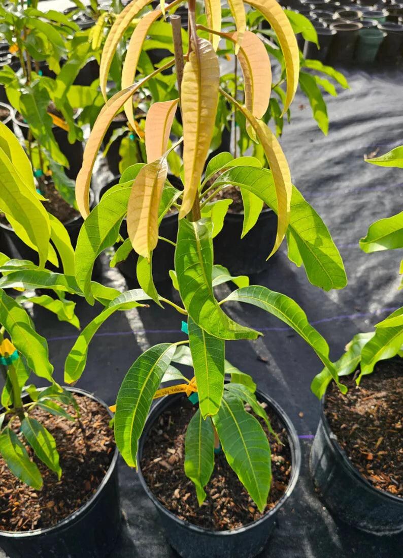 Alphonso Mango Tree – Live Tropical Fruit Tree in Grow Pot – Exotic ...