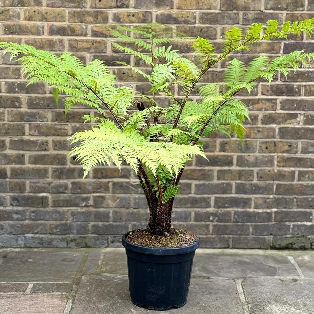 Australian Tree Fern – Tropical Fern Tree Houseplant – Lush & Airy ...