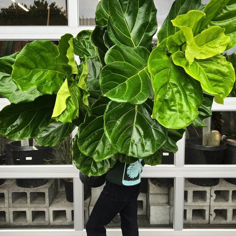 Fiddle Leaf Fig Tree - Etsy