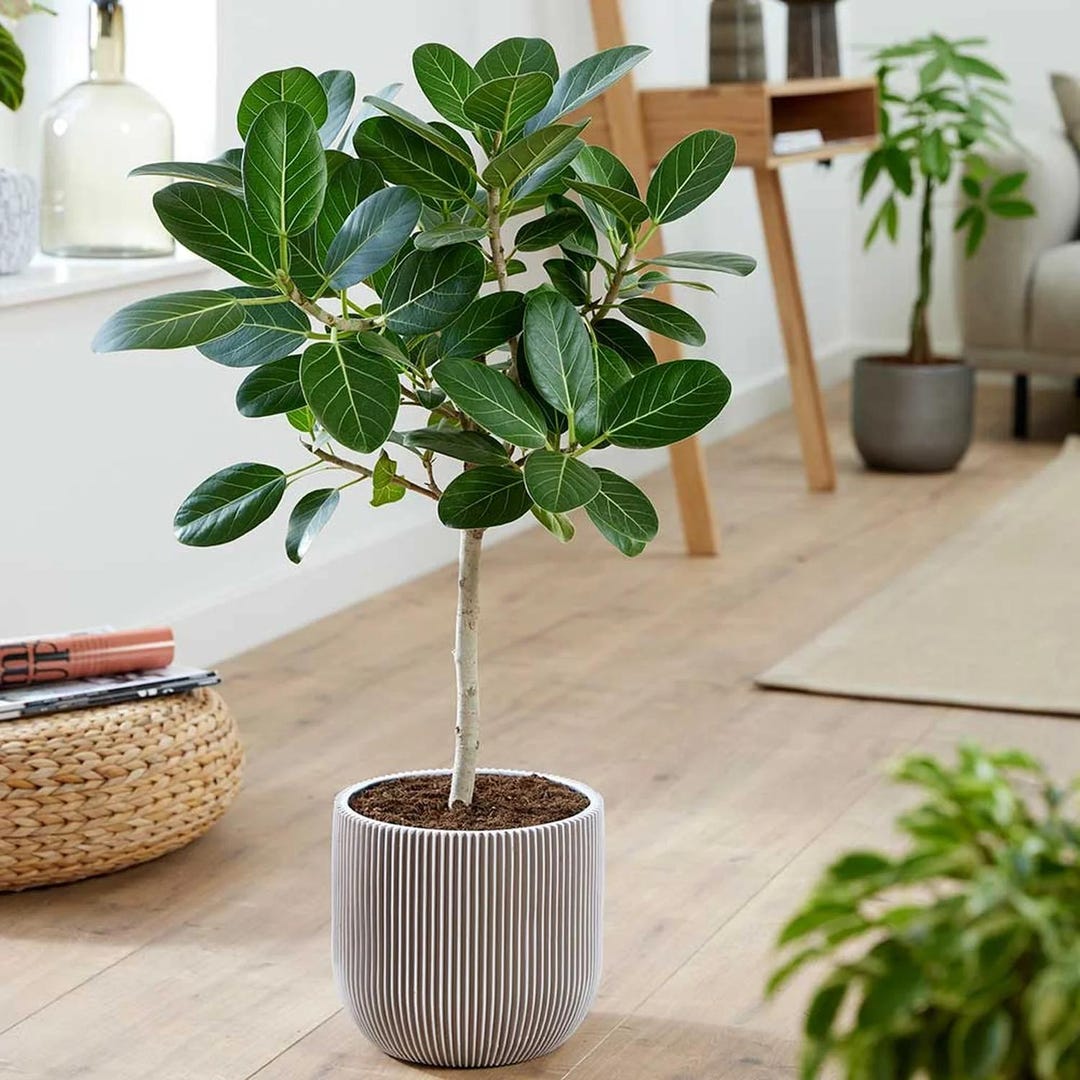 Ficus Audrey Tree – Large Indoor Ficus Benghalensis Plant – Soft ...