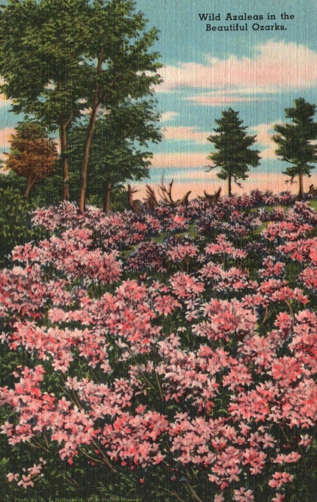 Vintage Postcard, Azaleas, Ozarks, Postcard, Linen Postcard, Azalea ...
