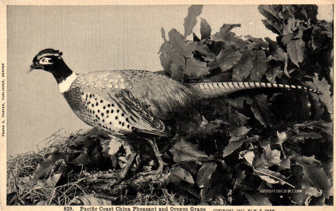 Vintage Postcard, Pacific Coast China Pheasant, Oregon Grape, Postcard ...