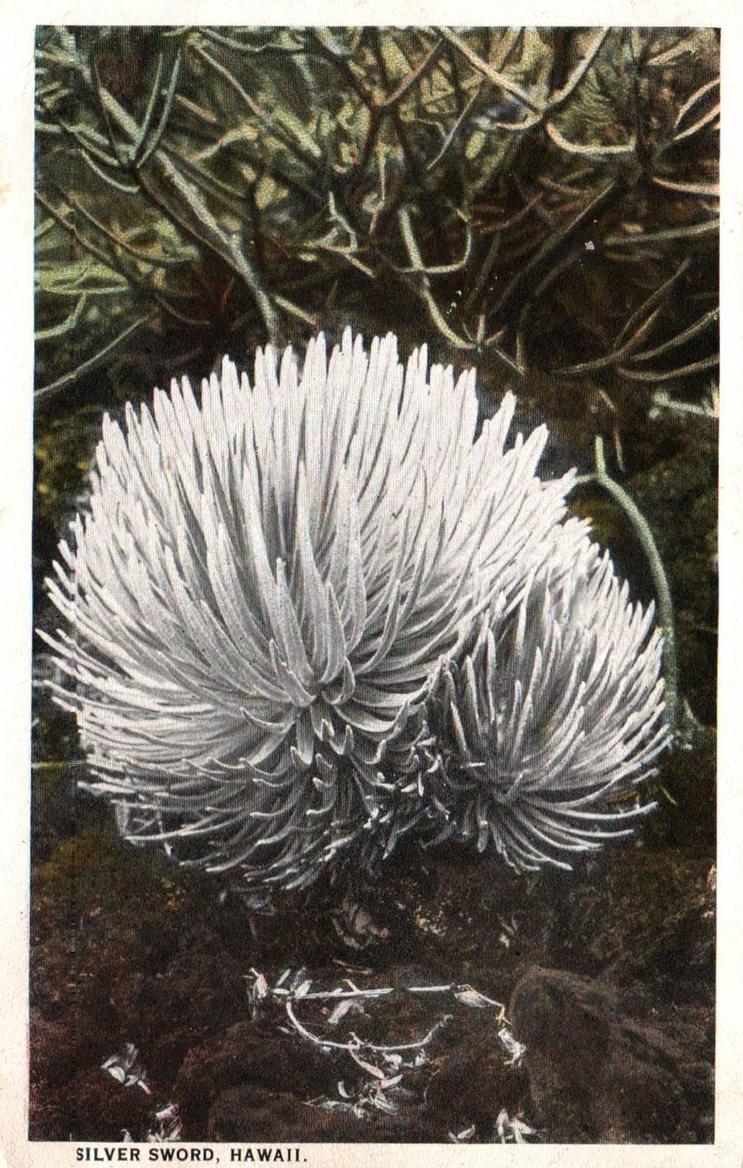 Vintage Postcard, Hawaii, Silver Sword, Plant, Botanical Postcard ...