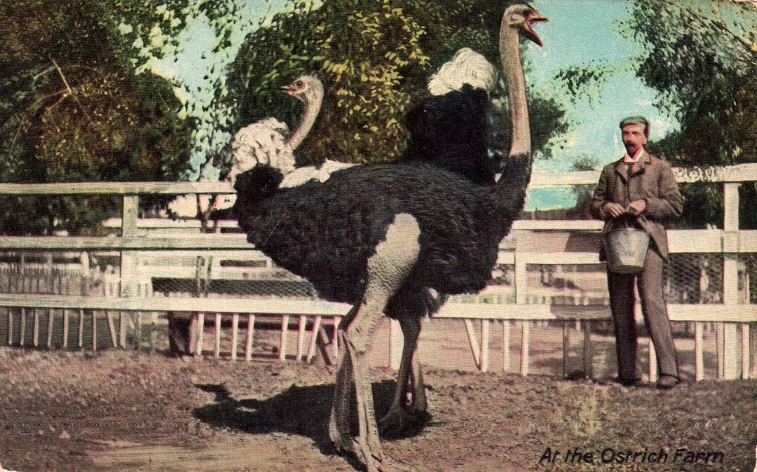 Vintage Postcard, Ostrich Farm, Ostrich, Ostrich Farmer, Postcard, Old ...