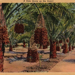 Vintage Postcard, Date Grove, Desert, Postcard, California, Dates ...